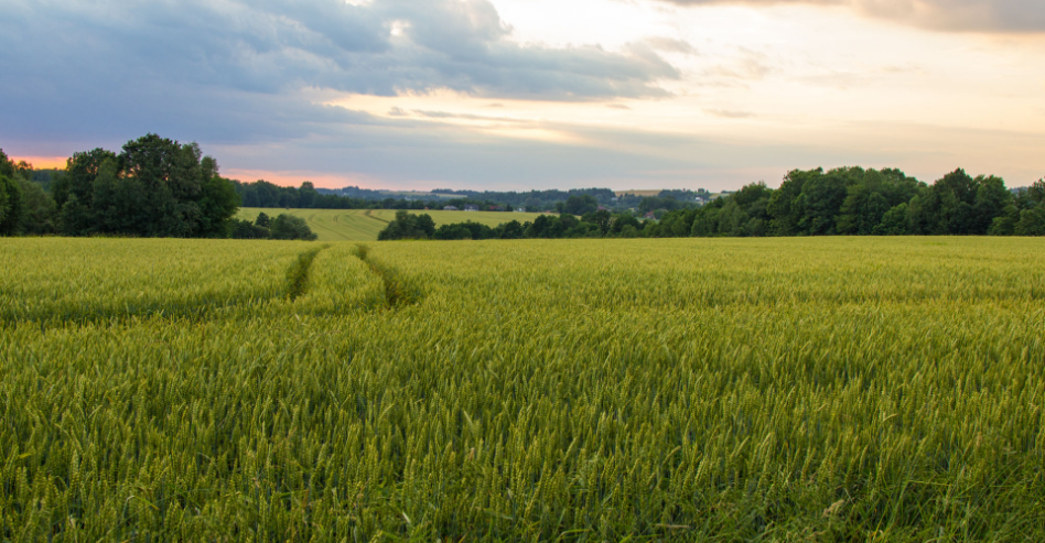 The Future of UK Farming - NFFN Report | Nature Friendly Farming ...