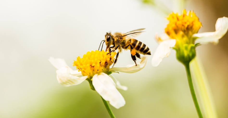 Buglife: Food for people and pollinators | Nature Friendly Farming Network, NFFN