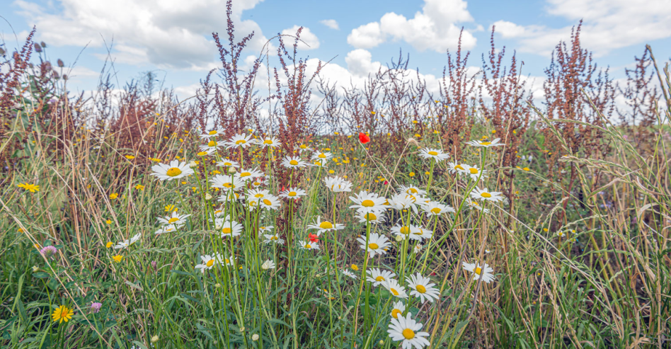 NFFN NI Chair: Nature must be at the heart of the biggest reform in ...