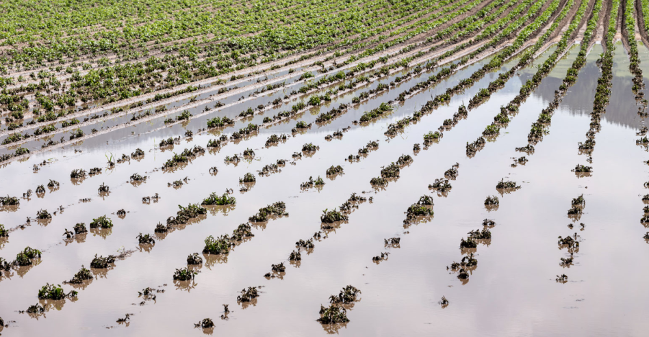 Northern Ireland Climate Bill | Nature Friendly Farming Network, NFFN