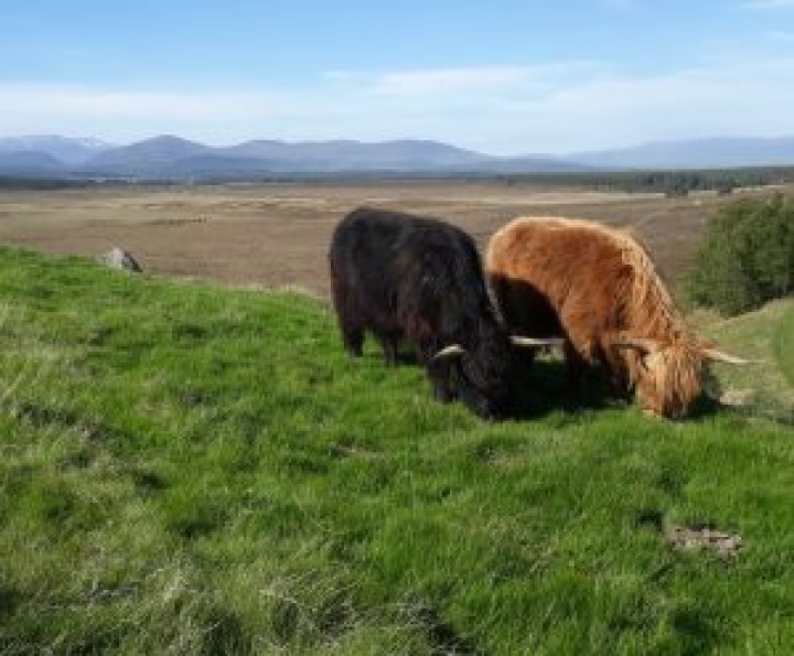 Scottish Agriculture Bill and Future Farm Policies | Nature Friendly ...