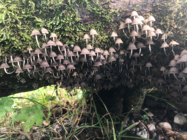 Freda Scott-Park - Portnellan Farm, Gartocharn | Nature Friendly ...