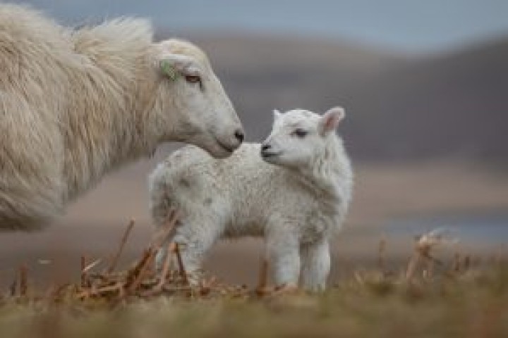 Take Part: NFFN Photography Competition | Nature Friendly Farming ...