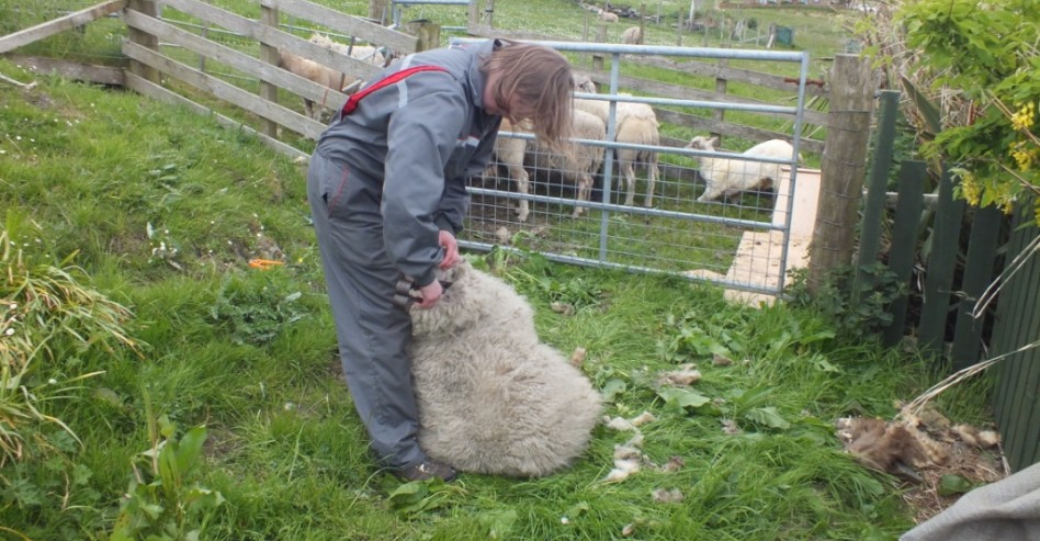 Hazel MacKenzie - Crofter, Shetland | Nature Friendly Farming Network, NFFN